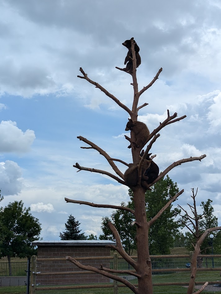 Bear Country USA cubs | Everywhere They Roam