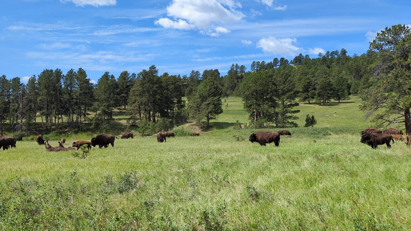 Custer Buffalo | Everywhere They Roam